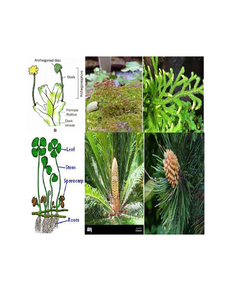 Bryophytes, Pteridophytes & Gymnosperms Textbook | PDF | Moss | Sexual ...