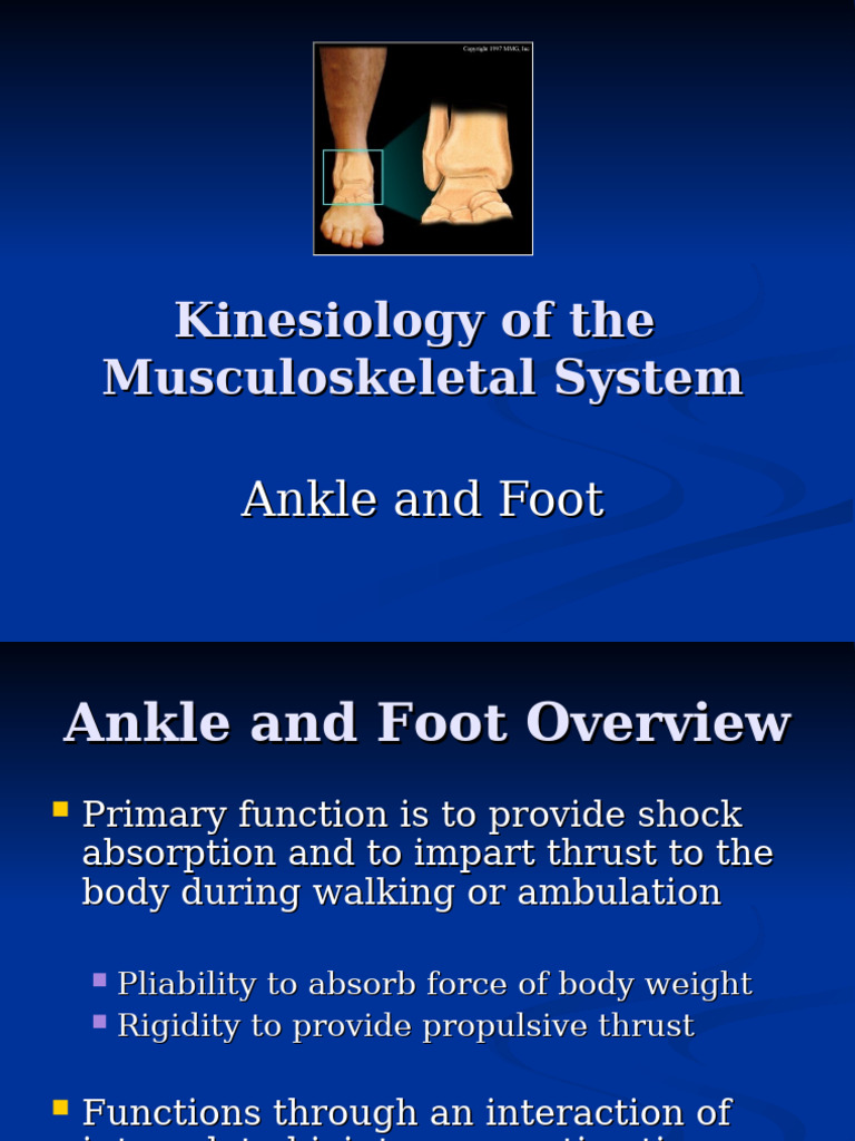Kinesiology of The Musculoskeletal System - Ankle and Foot | PDF ...