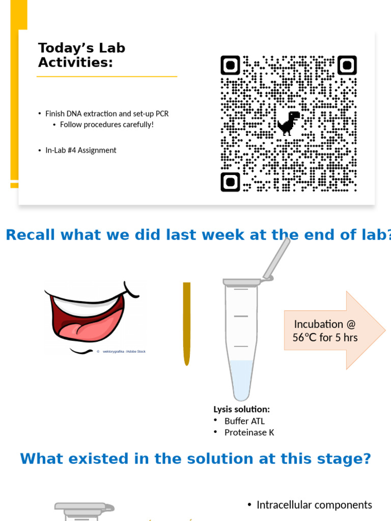 Lab #4 Lactase Persistence WK 2 | PDF | Polymerase Chain Reaction ...