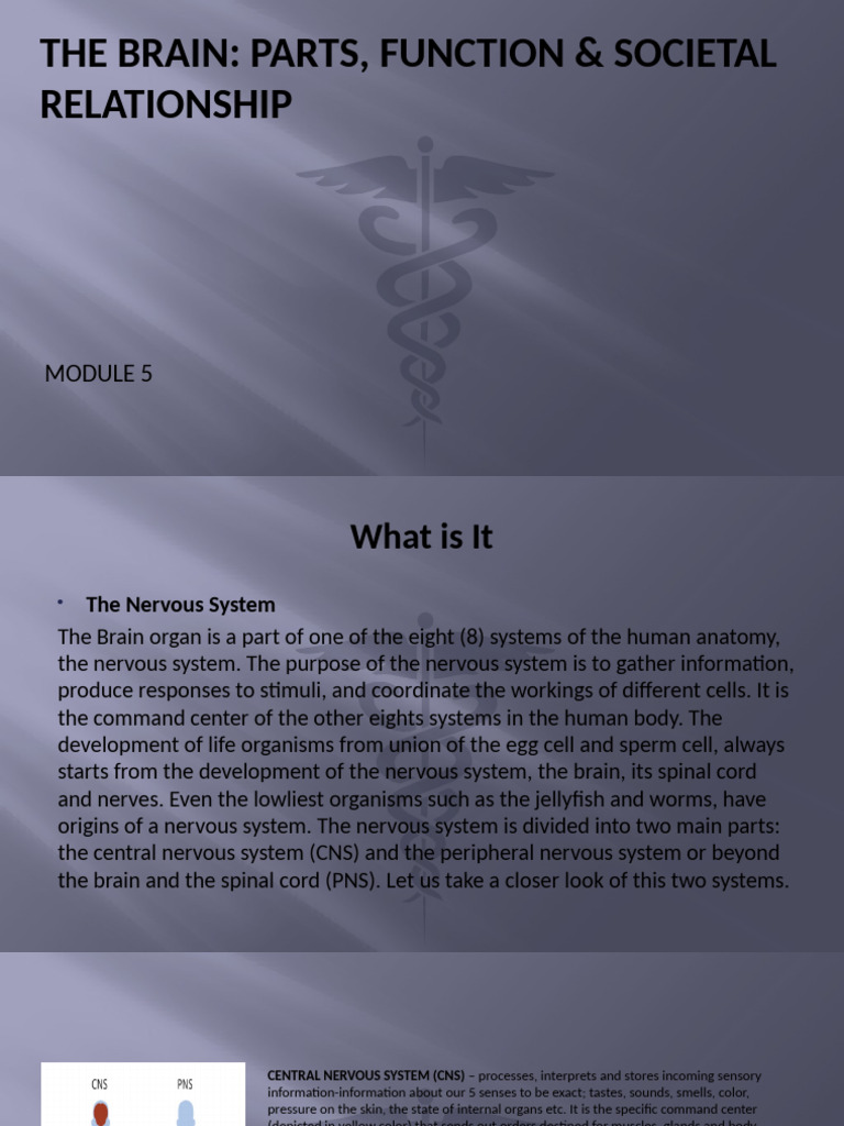 Module 5 Quarter 1 | PDF | Nervous System | Central Nervous System