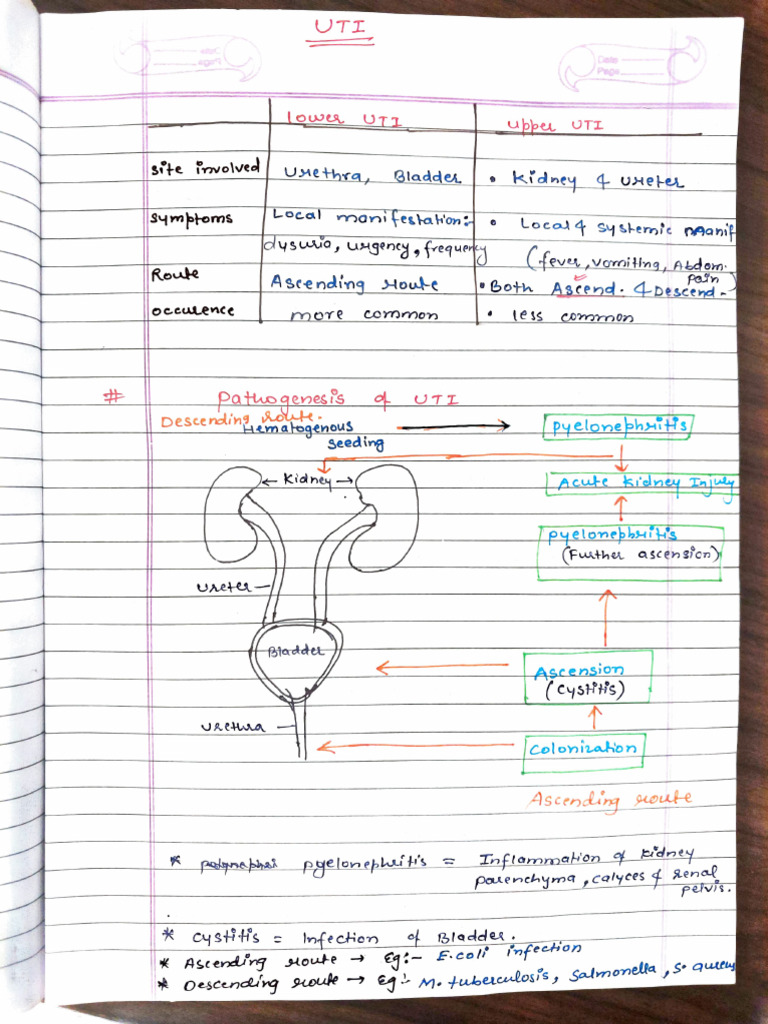 UTI Microbiology | PDF