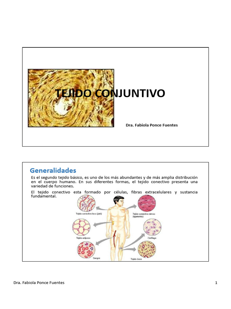 Tejido Conectivo Denso Regular Vs Músculo Liso