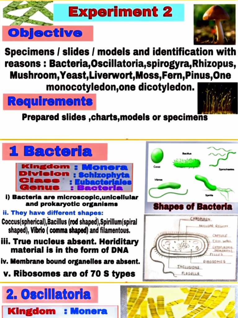 Biology Practical 2 | PDF | Organisms | Microorganism
