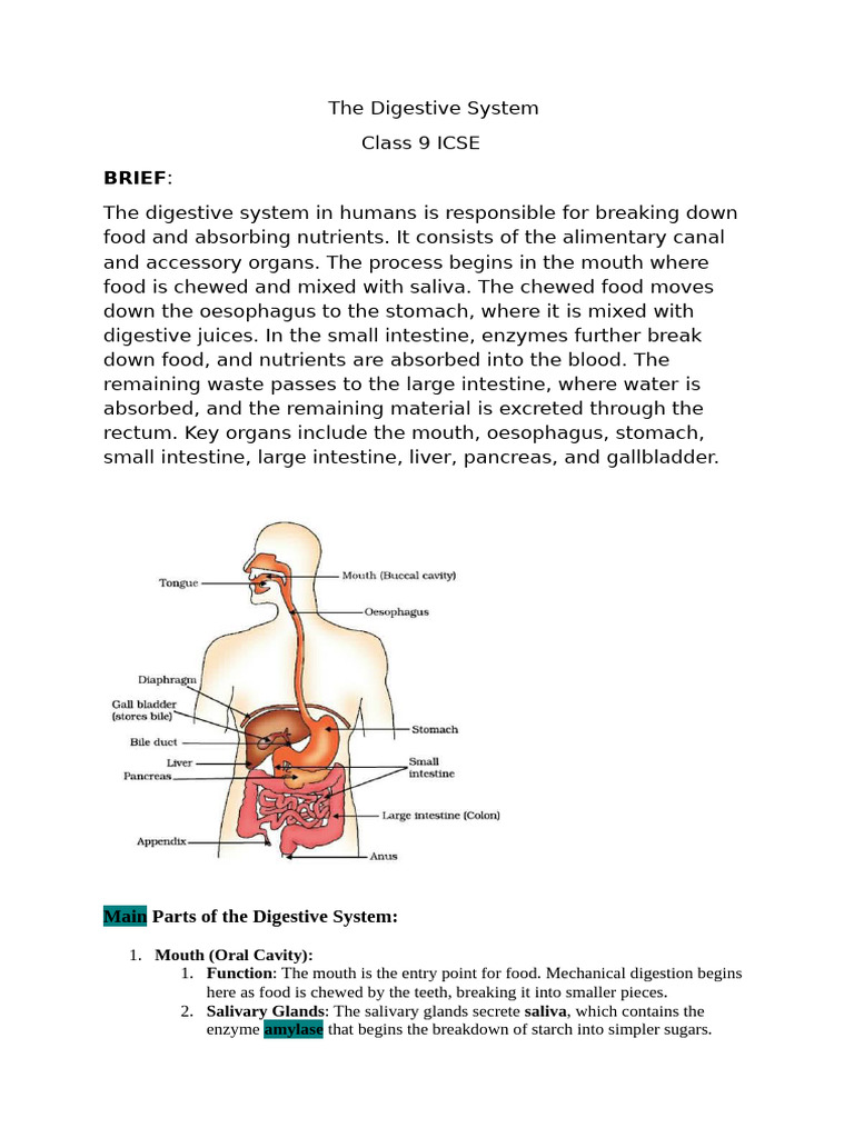 Digestive System | PDF | Digestion | Human Digestive System