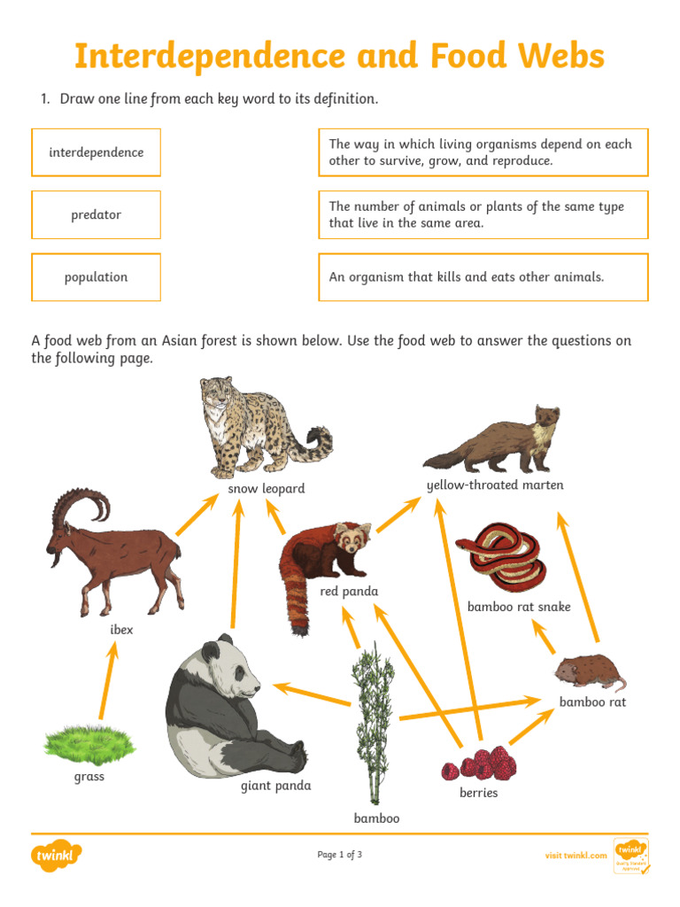 Interdependence and Food Webs Support | PDF | Predation | Food Web