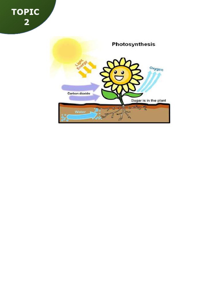 Inbound 8551693654052570714 | PDF | Photosynthesis | Chloroplast