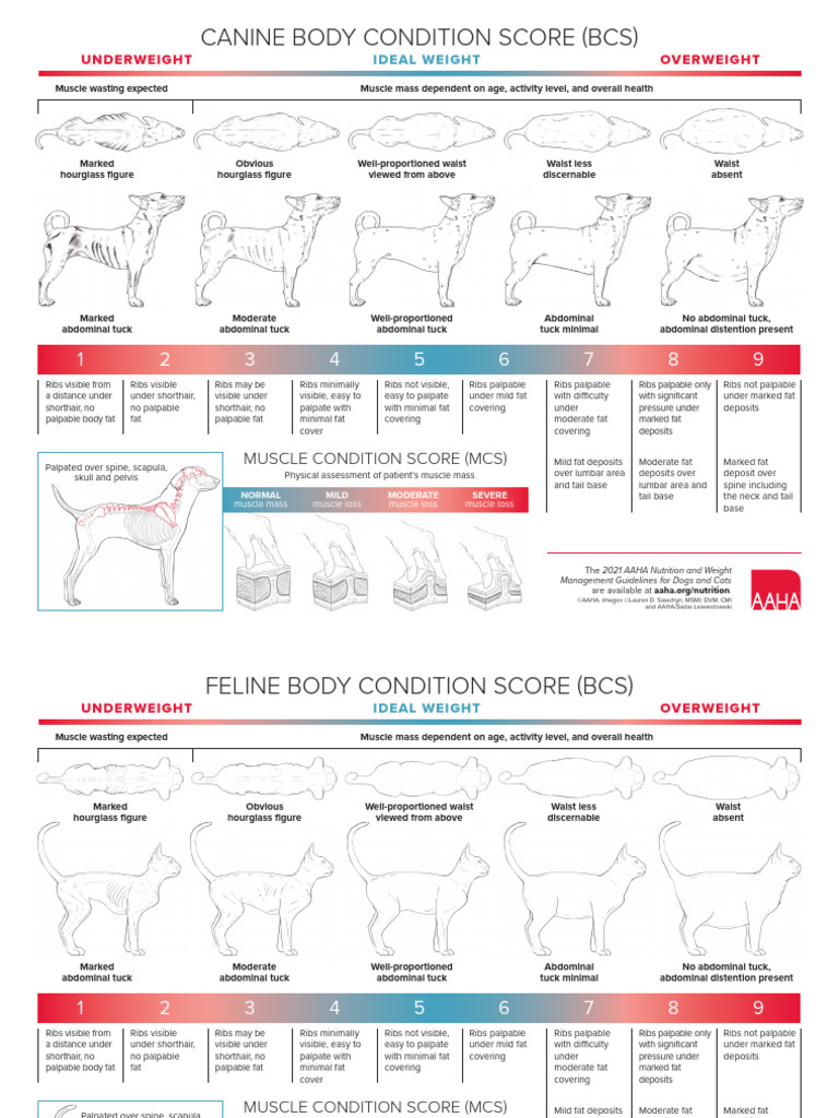 Body Condition Score 1 To 9 | PDF | Abdomen