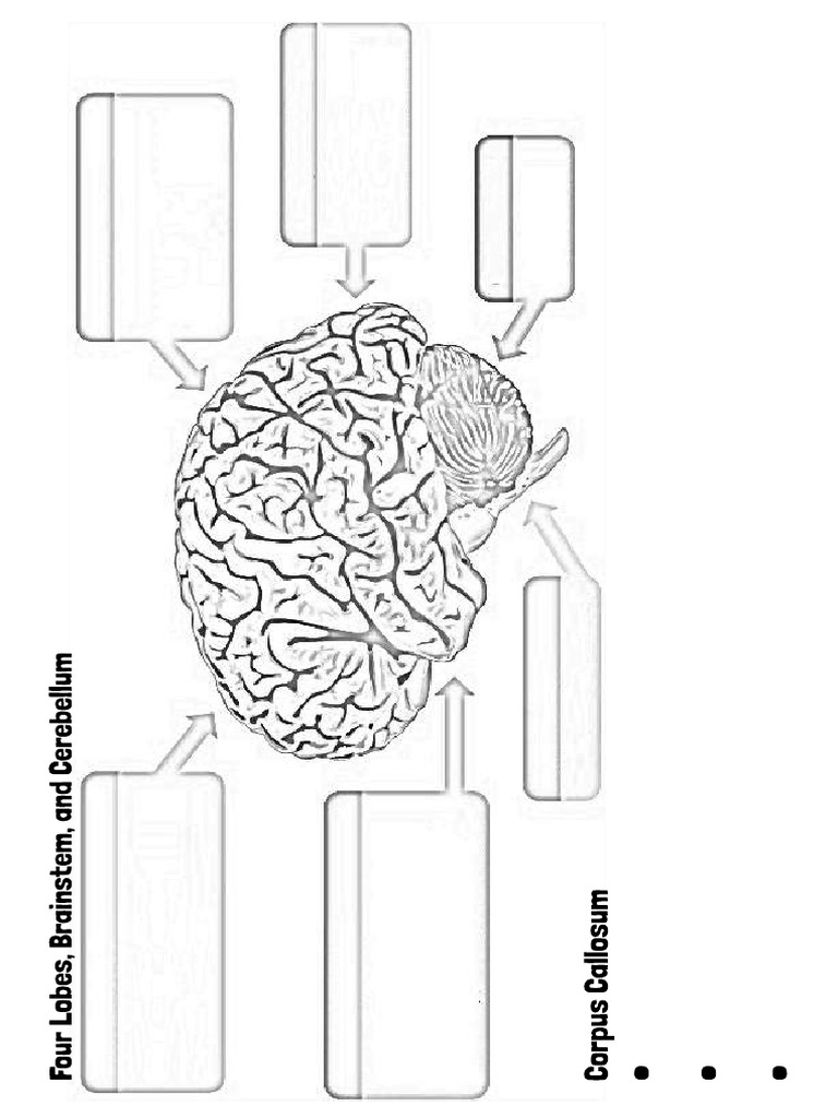 Four Lobes Brainstem and Cerebellum | PDF