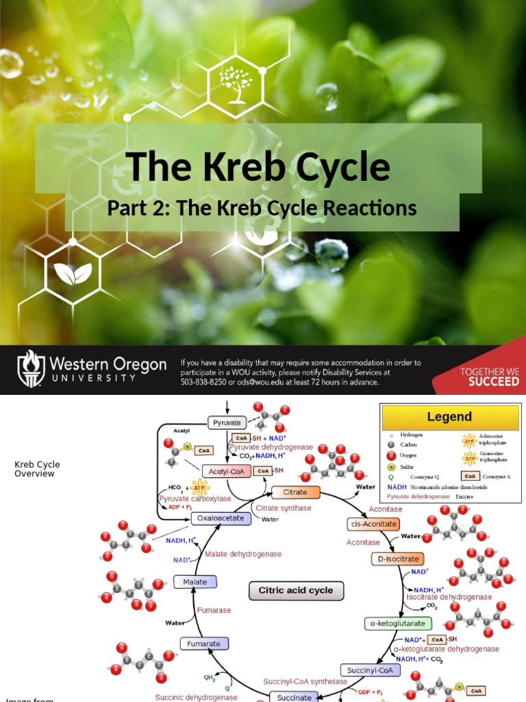 The Kreb Cycle Part 2 | PDF | Citric Acid Cycle | Chemistry