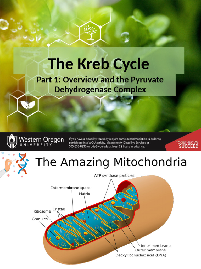 The Kreb Cycle Part 1 | PDF | Citric Acid Cycle | Chemistry