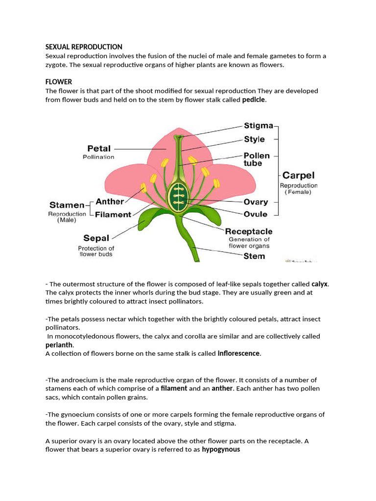 Reproduction in Flowering Plant | PDF | Flowers | Fruit