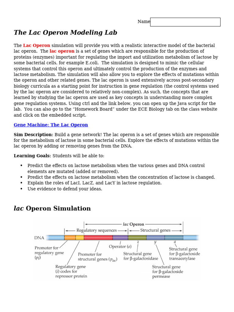 Lac Operon Phet Simulation | PDF | Operon | Gene
