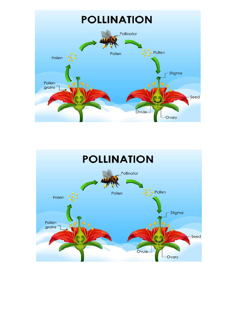 Animal Pollination Poster | PDF