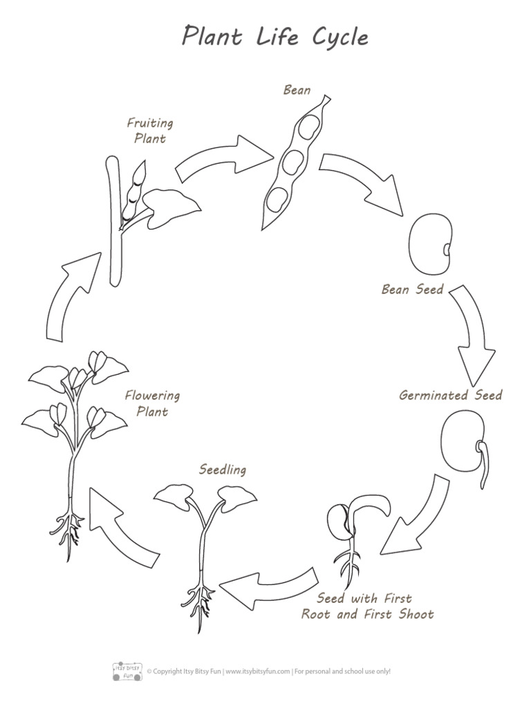 Plant Life Cycle B&W Poster | PDF