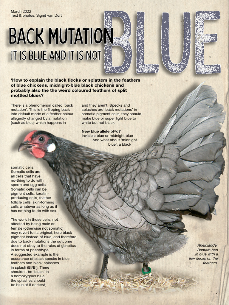 BACK Mutation in Blue 1 | PDF | Mutation | Gene