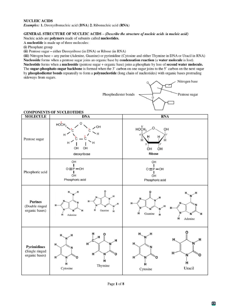 Nucleic Acids and Protein Synthesis - by Dongo Shema | PDF