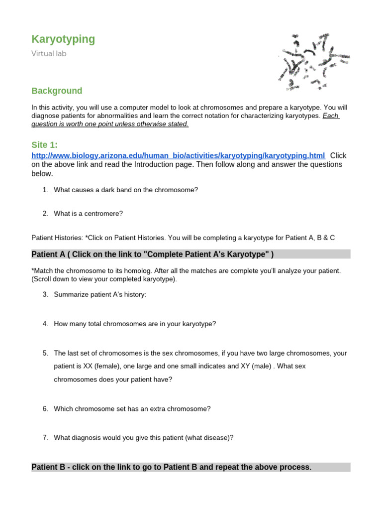 13 Karyotyping Virtual Lab | PDF | Karyotype | Chromosome