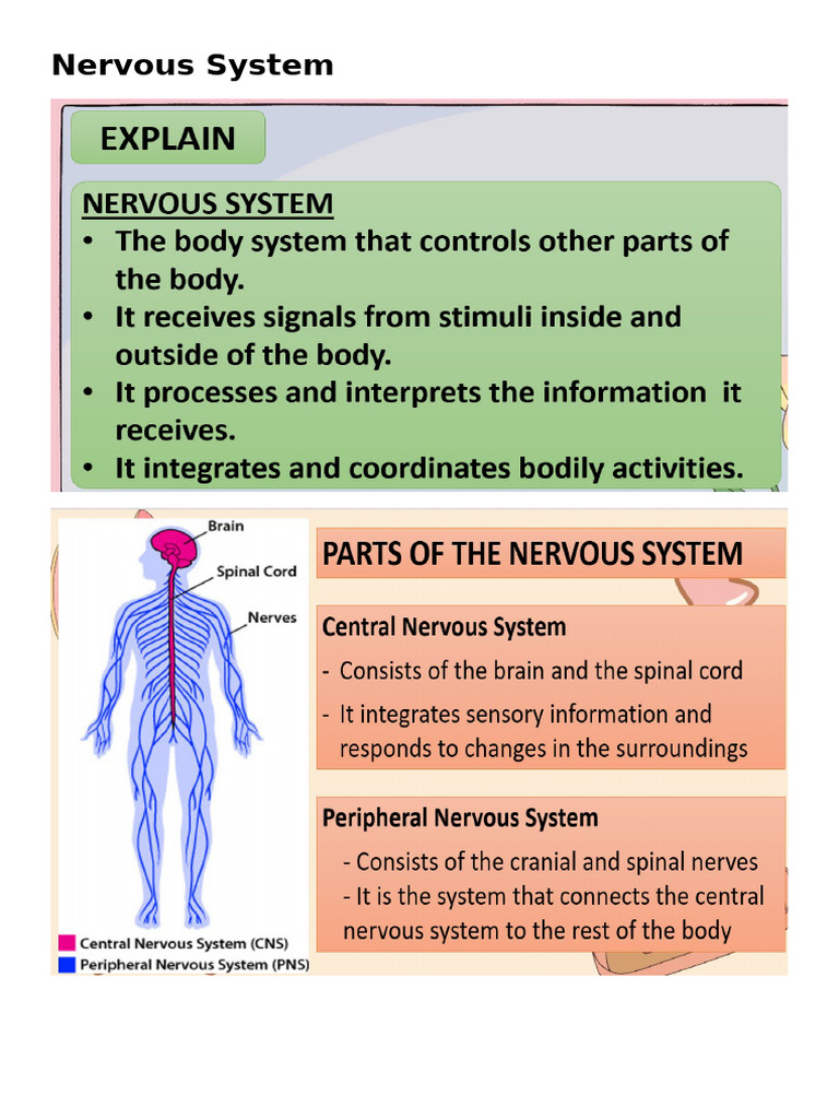 Nervous System HANDOUT 2024-2025 | PDF