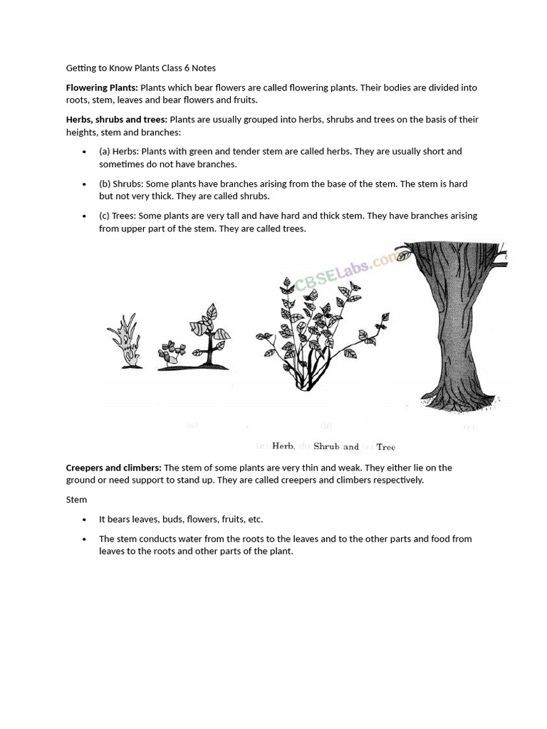 Getting To Know Plants Class 6 Notes | PDF | Leaf | Flowers