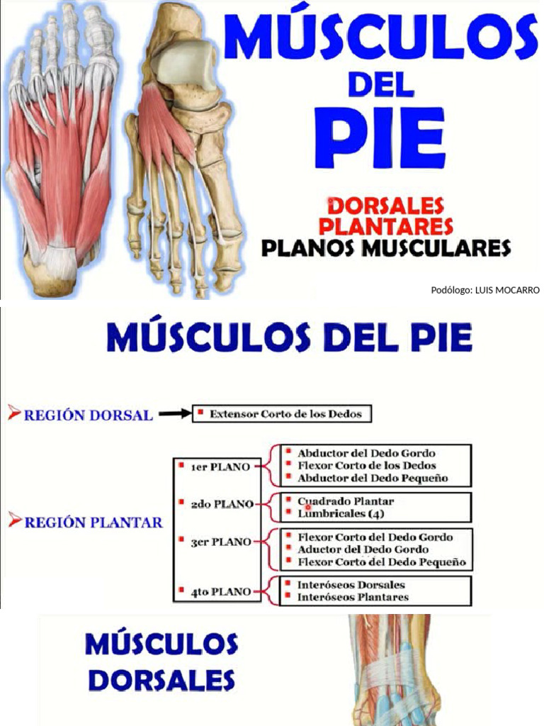 Musculos Del Pie | PDF