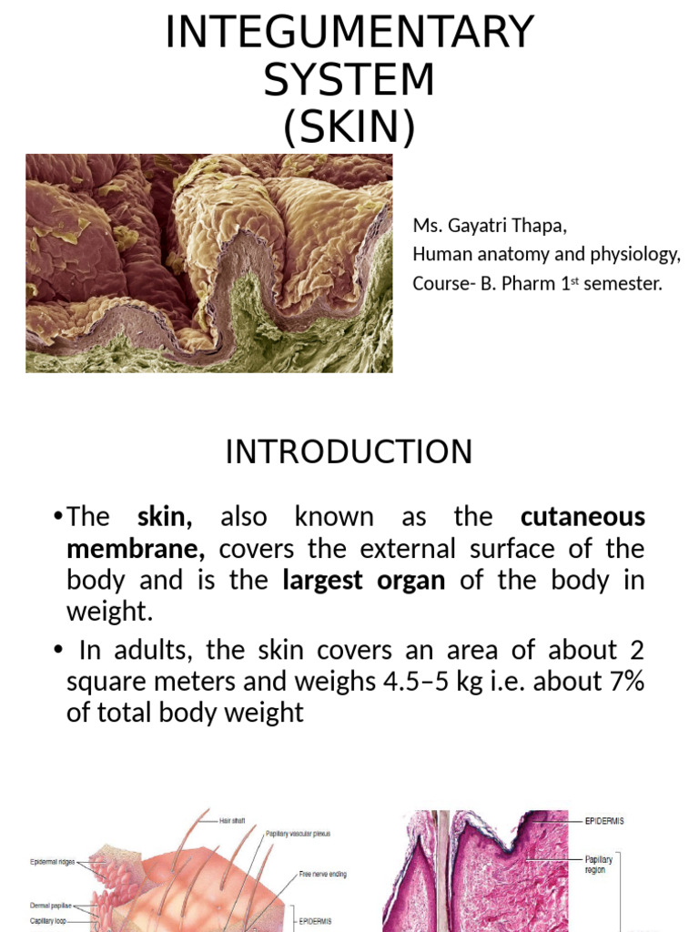 Anatomy of the Skin for B. Pharm Students | PDF | Skin | Integumentary ...