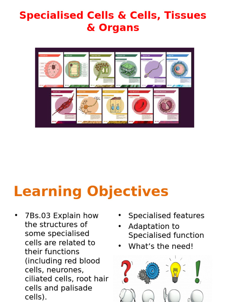 1.3 & 1.4 - Specialized Cell of Animals, Organzation of Cells | PDF ...