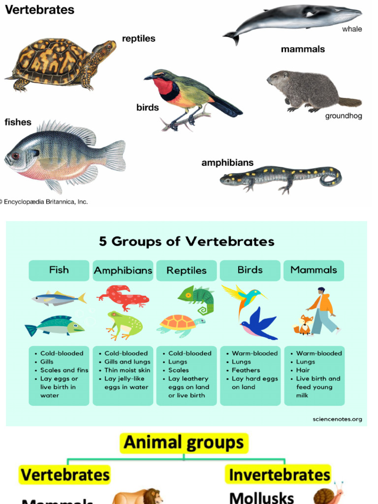 Vertebrates | PDF