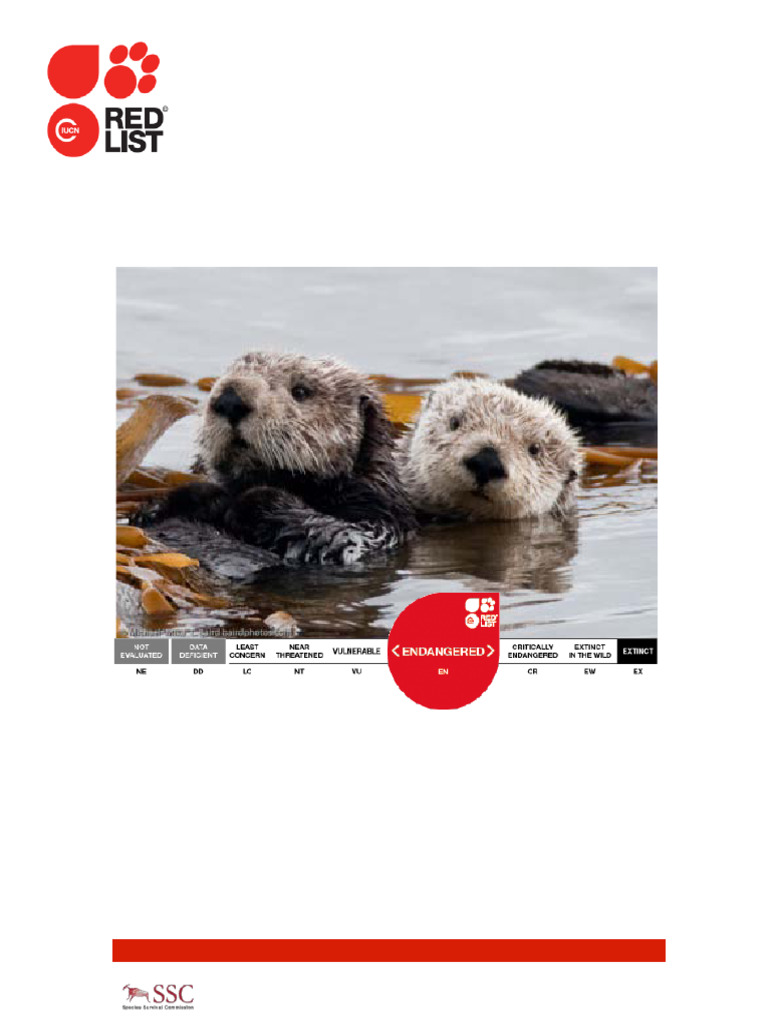 Sea Otter Factsheet 29 07 2011 | PDF | Otter | Aquatic Mammals