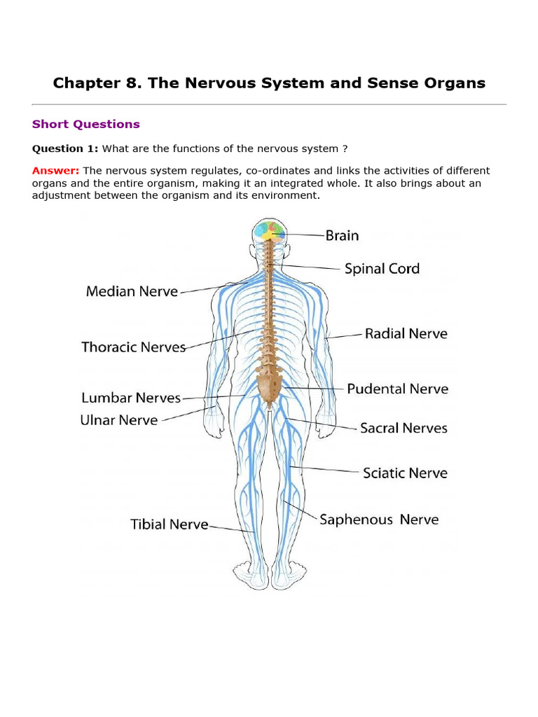 Nervous System & Sense Organs Guide | PDF | Nerve | Nervous System