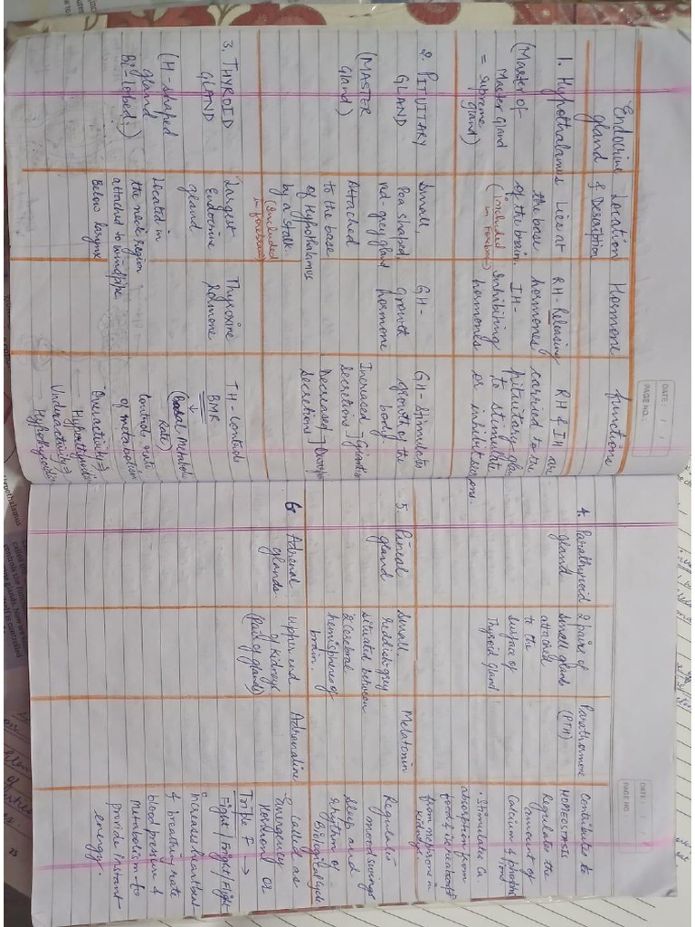 Biology Chapter 7 Endocrine System and Adolescence | PDF