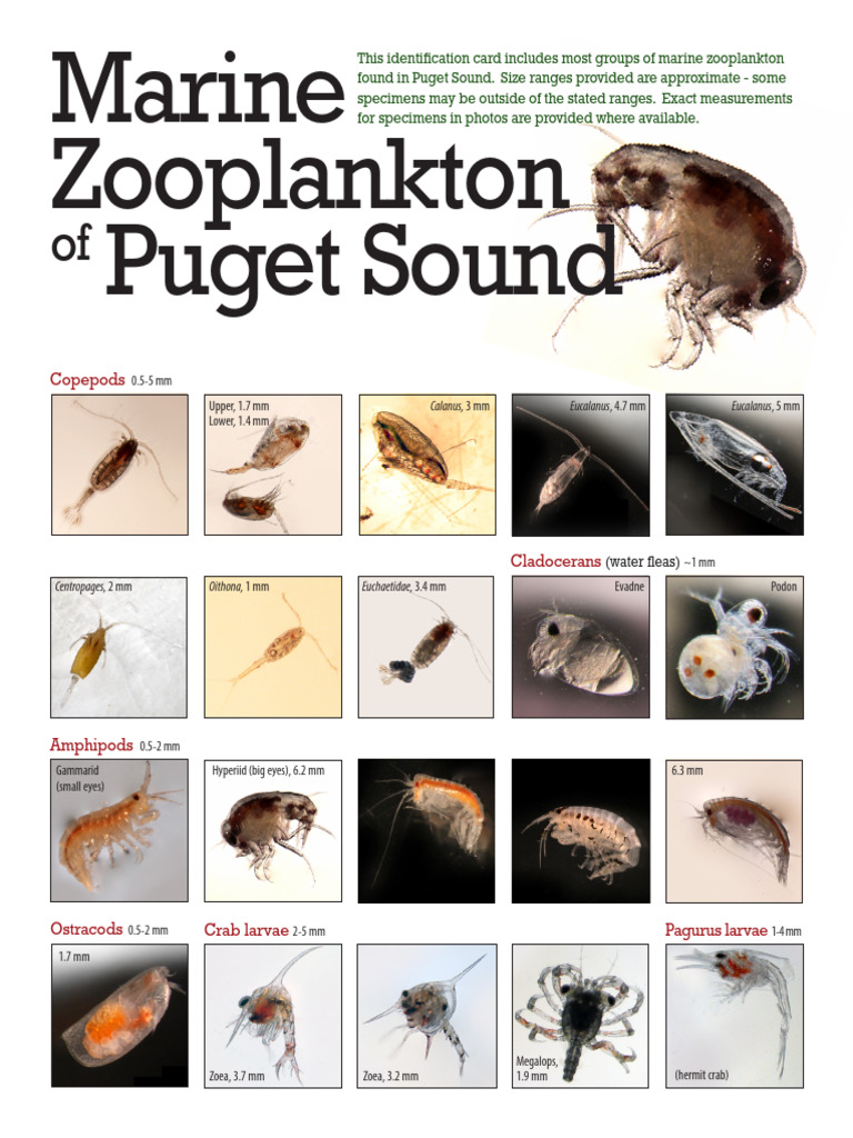 Marine Zooplankton Identification Card | PDF