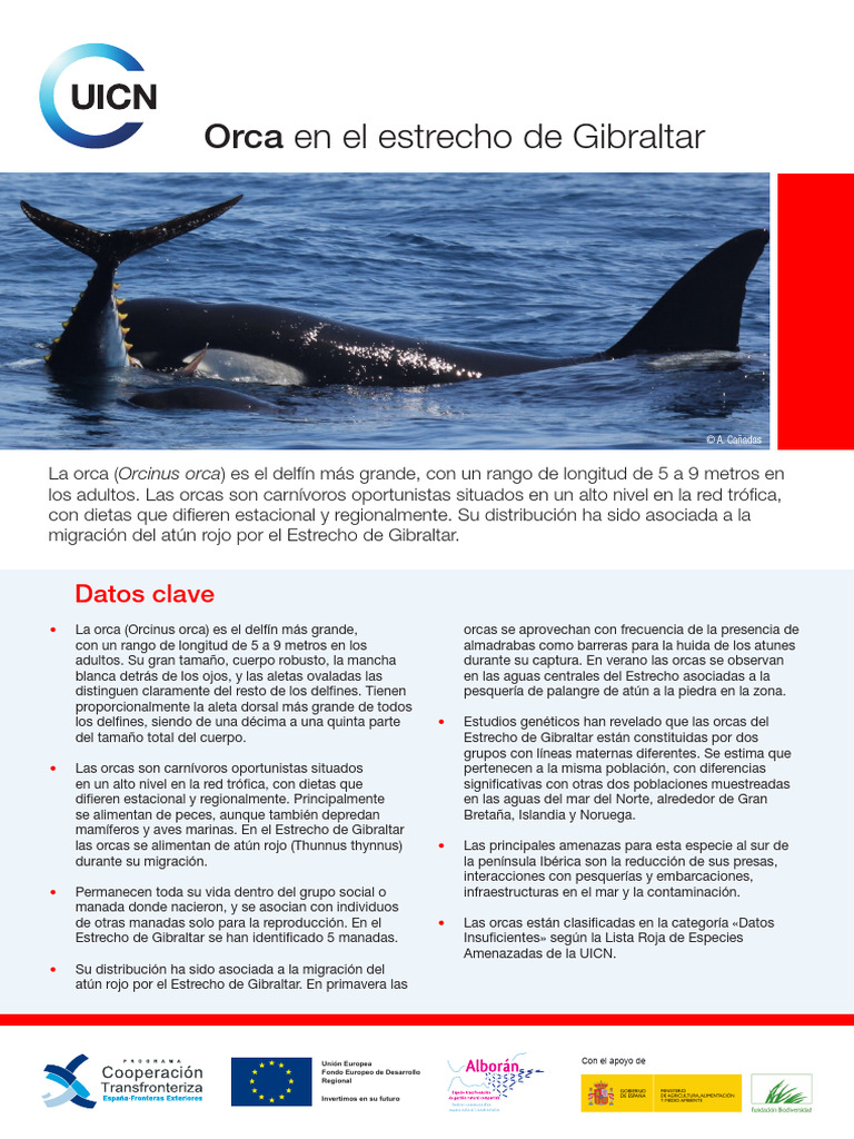 Ficha Orca | PDF