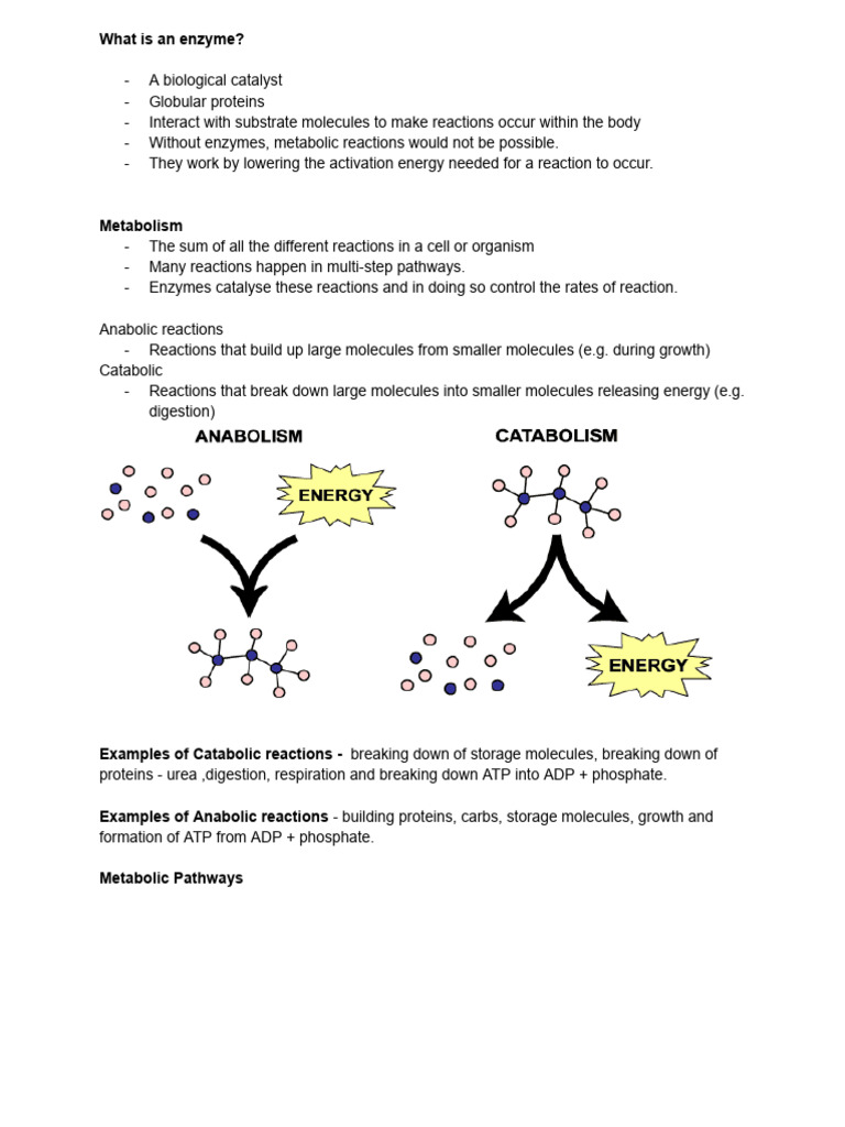 Enzymes - OCR Biology A level | PDF