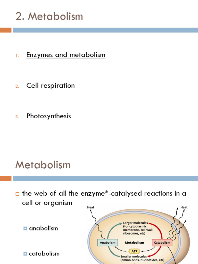 1 Enzymes and Metabolism SL | PDF | Enzyme | Active Site