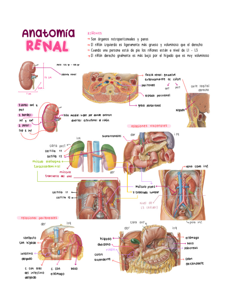 Anatomía Renal | PDF | Riñón | Abdomen