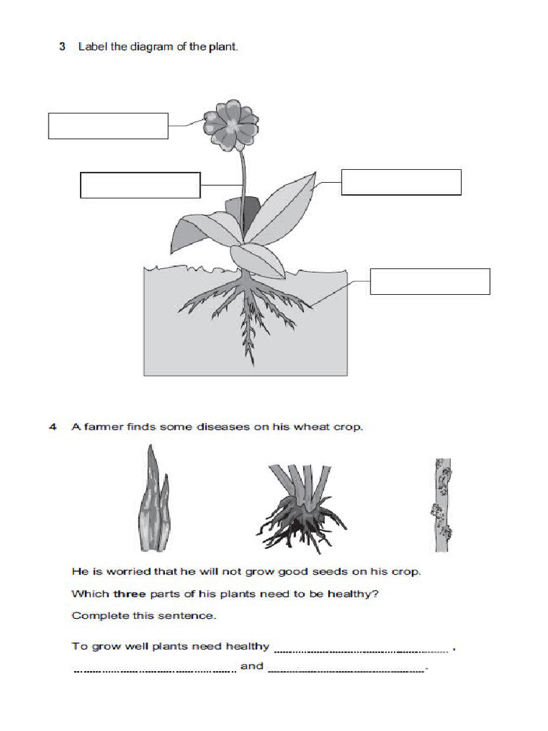 Plants Are Living Things | PDF