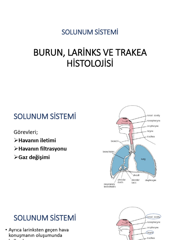 Burun, Larinks Ve Trakea Histolojisi - 241111 - 090419 | PDF