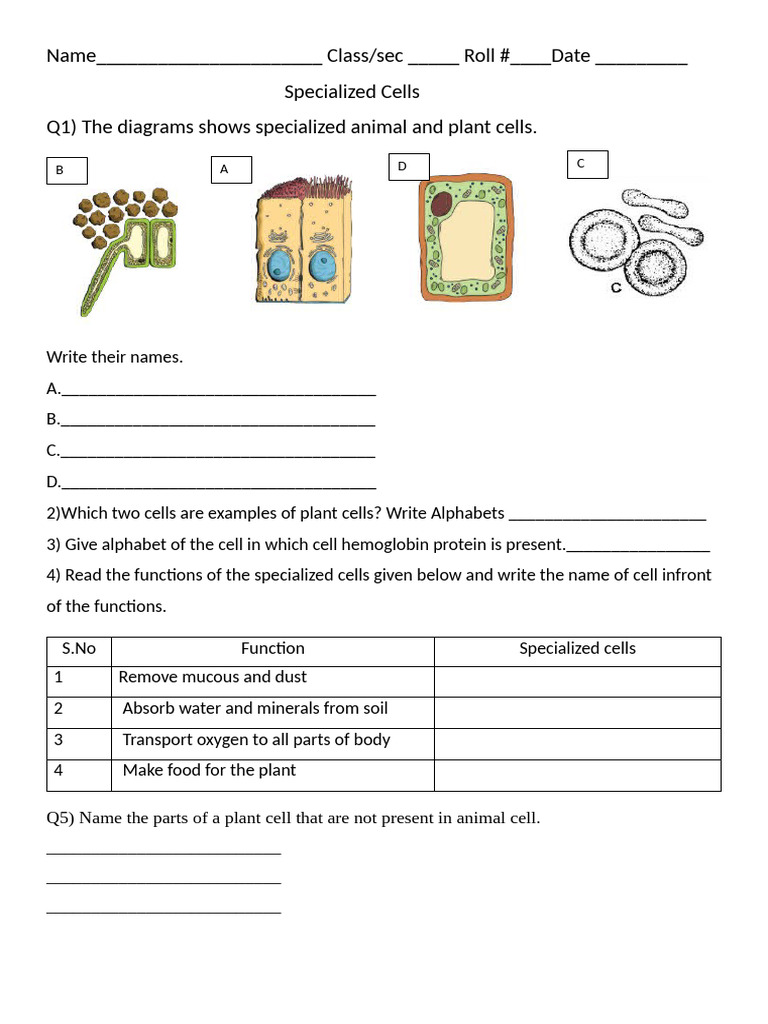 Name - Class/sec - Roll # - Date - Specialized Cells Q1) The Diagrams ...