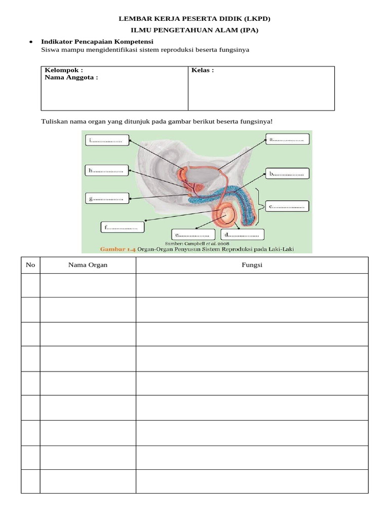 LKPD Reproduksi Pria | PDF