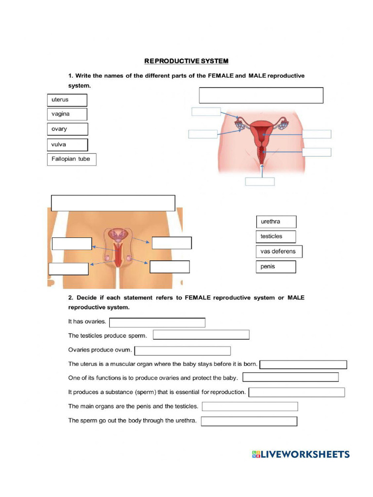 Male and Female Reproductive Systems | PDF