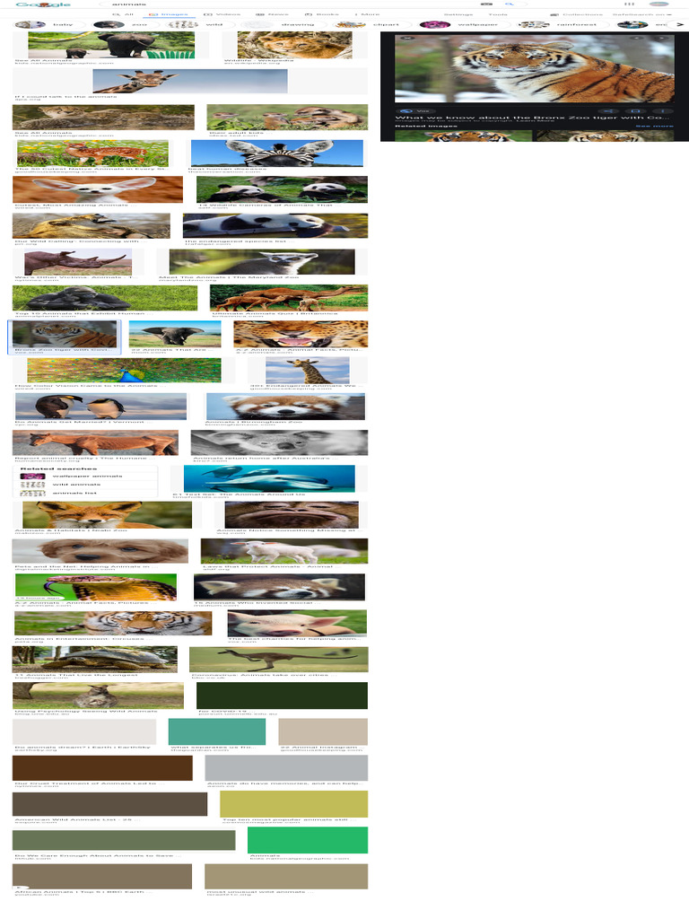 animals - Google Search | PDF | Zoo | Tiger