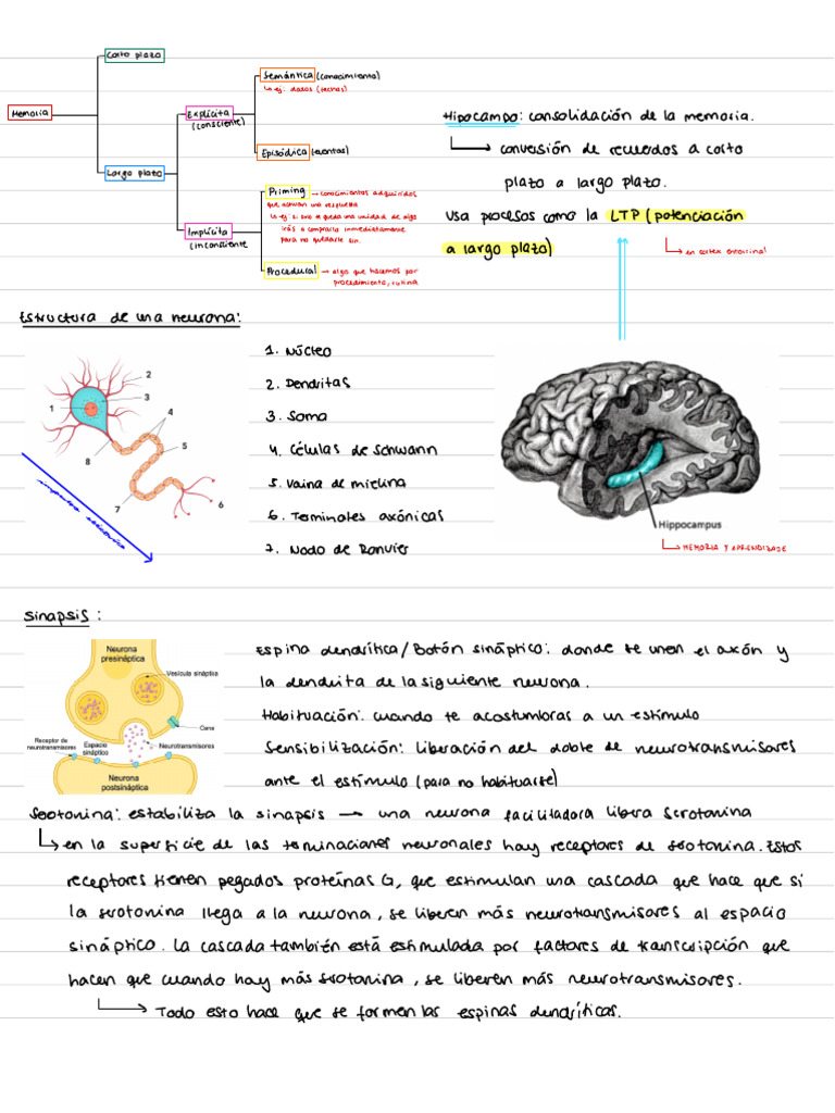 ABP2 Memoria | PDF | Sinapsis | La potenciación a largo plazo