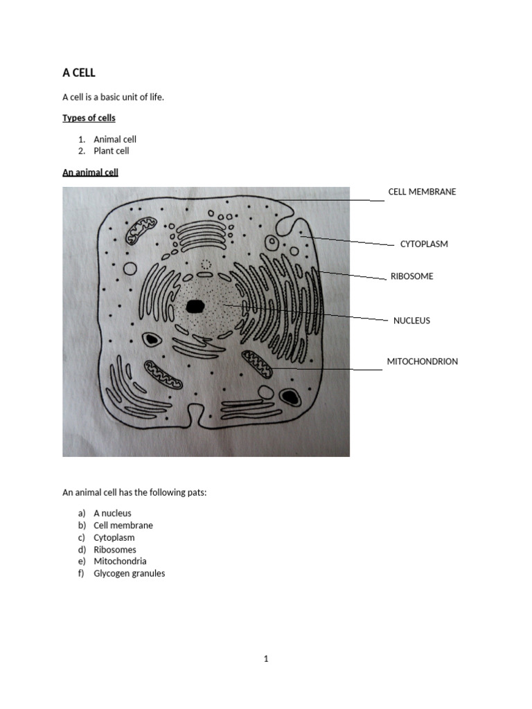Understanding Cell Structure and Functions | PDF | Osmosis | Cell (Biology)