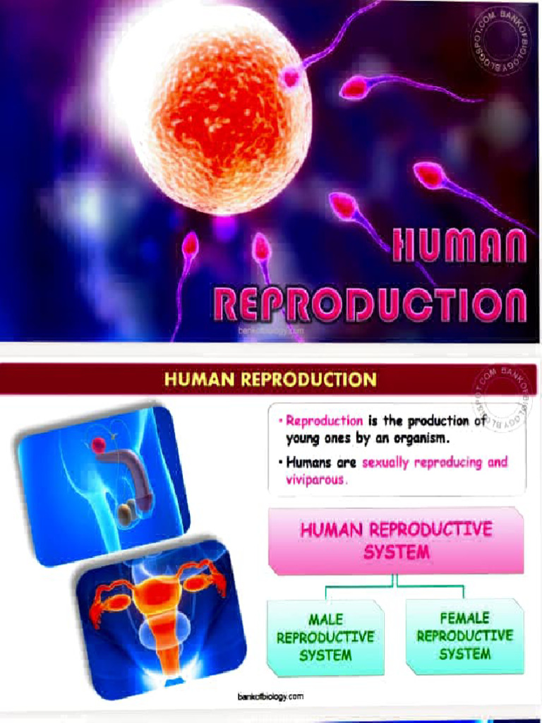 Chapter - 3 Human Reproduction | PDF