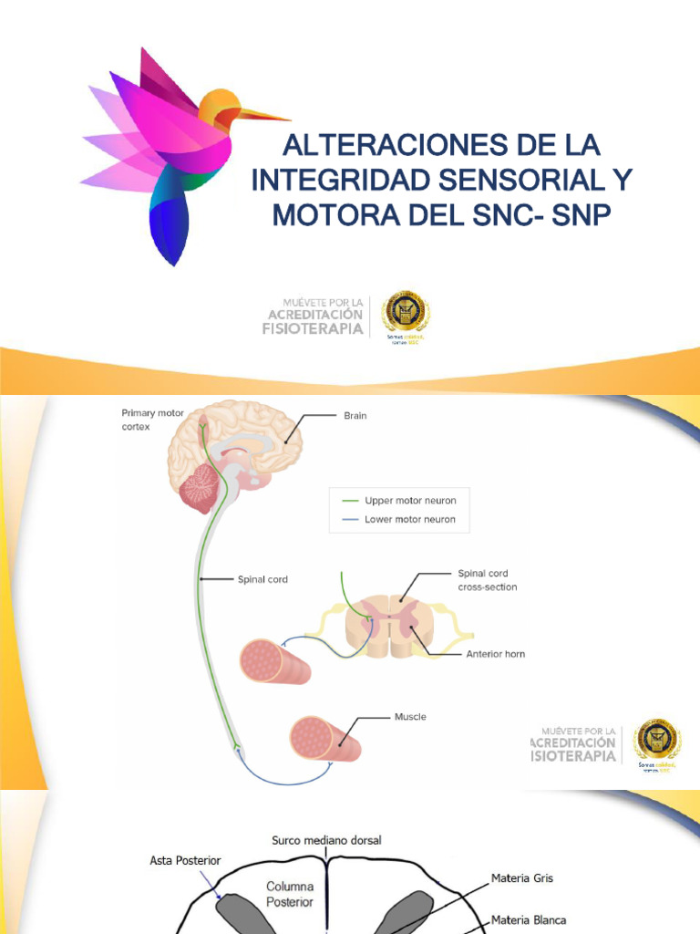 Alteraciones SNP - SNC | PDF | Nervio | Lesión de la médula espinal