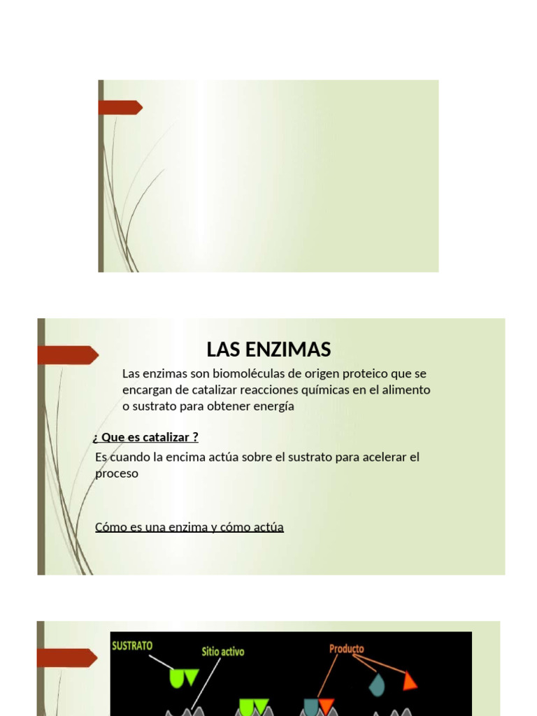 Enzimas: Función, Clasificación y Aplicaciones | PDF | Enzima | Proteínas