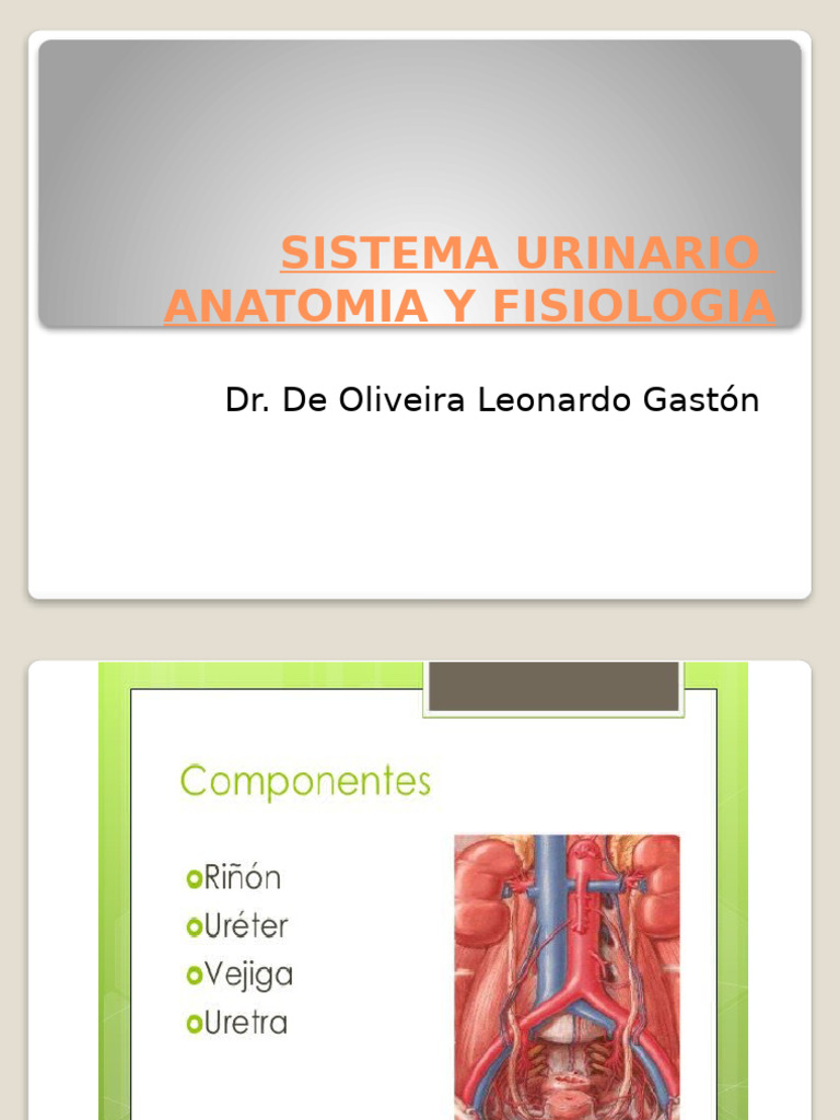 01 Sistema Urinario Anatomia y Fisiologia | PDF