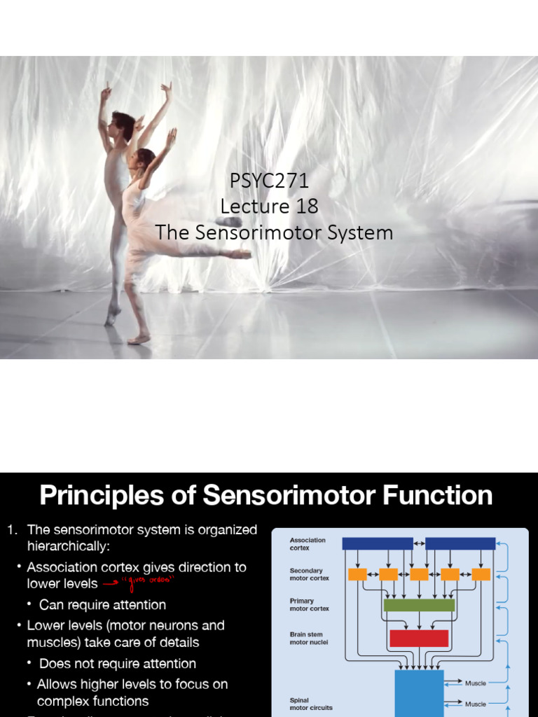 PSYC271 2024 Lec18 | PDF | Cerebellum | Spinal Cord