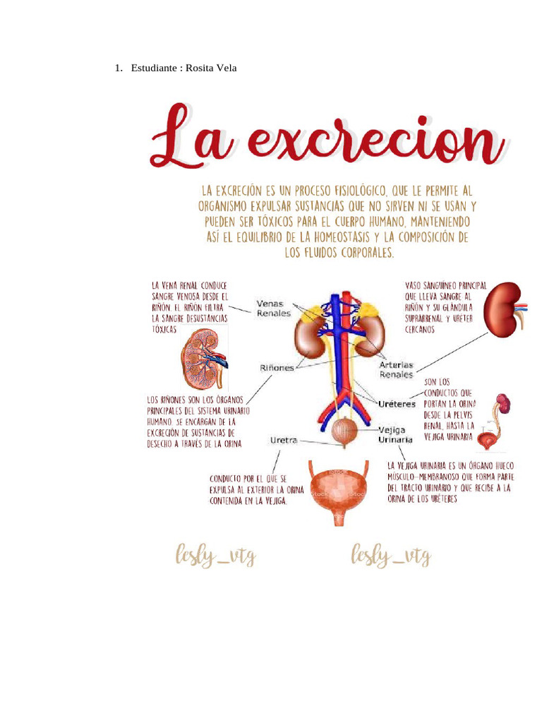 Sistema Excretor | PDF
