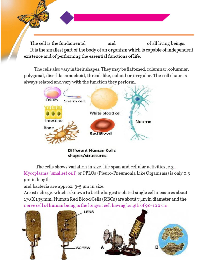 Cell Strcture and Organisation | PDF | Endoplasmic Reticulum | Cell ...